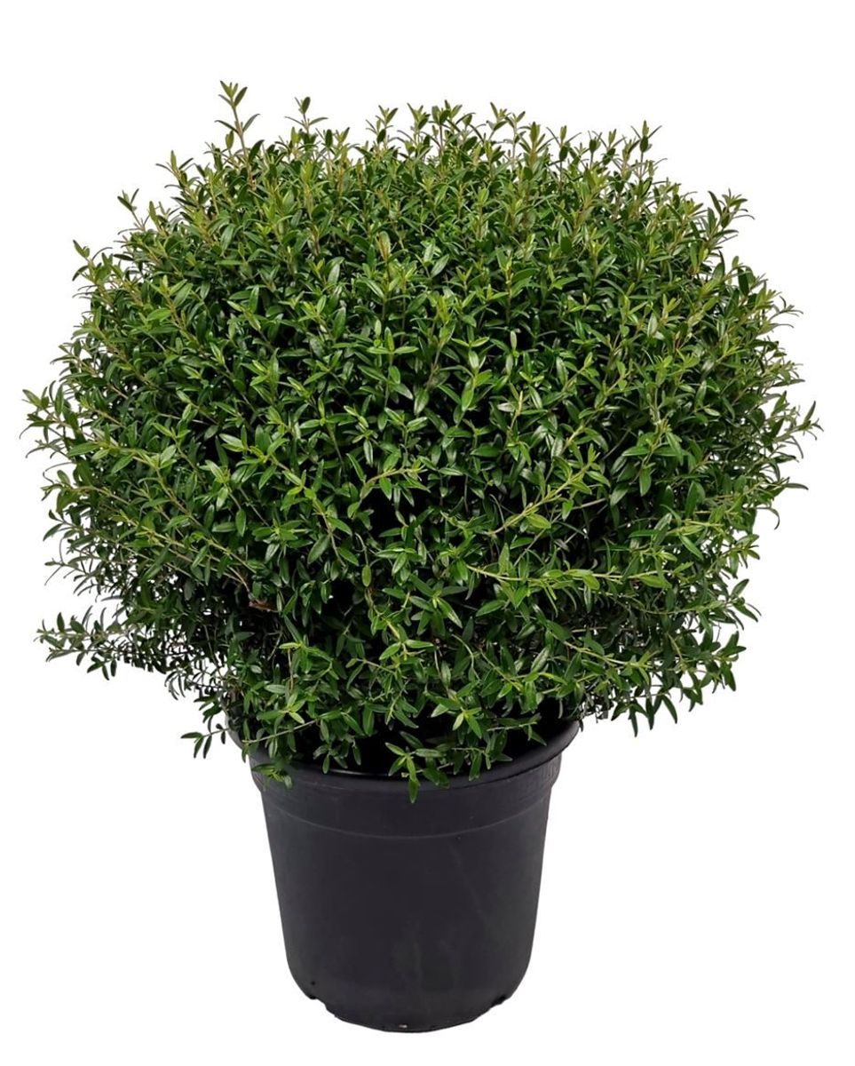 Myrtus communis — Plant Wholesale FlorAccess