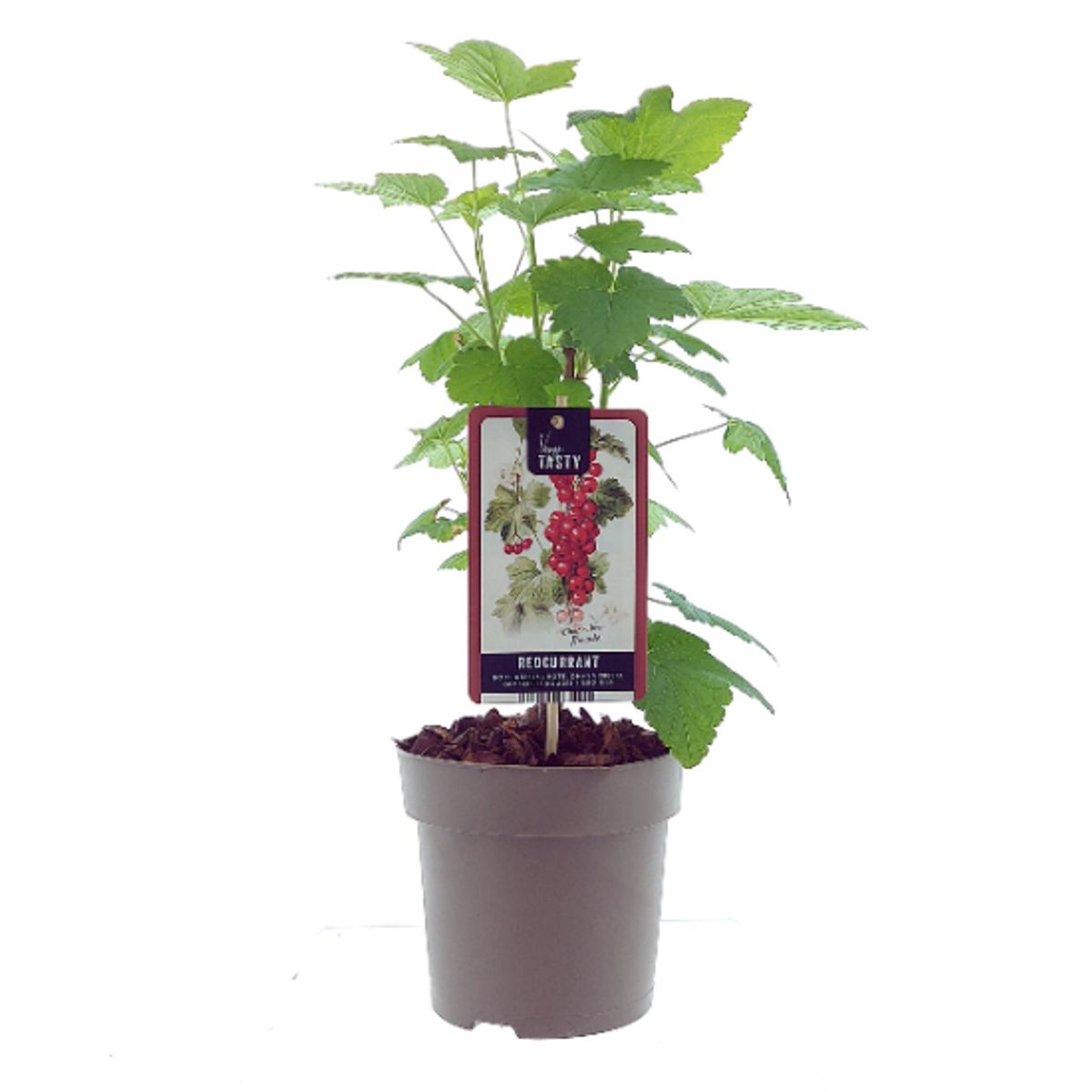 Ribes rubrum 'Rovada' — Plant Wholesale FlorAccess