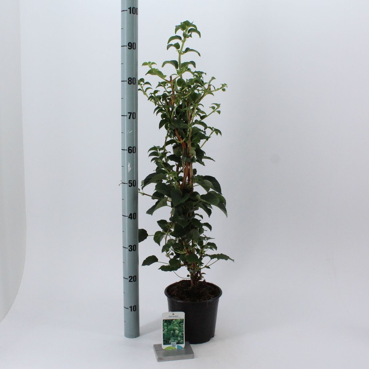 Hydrangea anomala petiolaris — Plant Wholesale FlorAccess