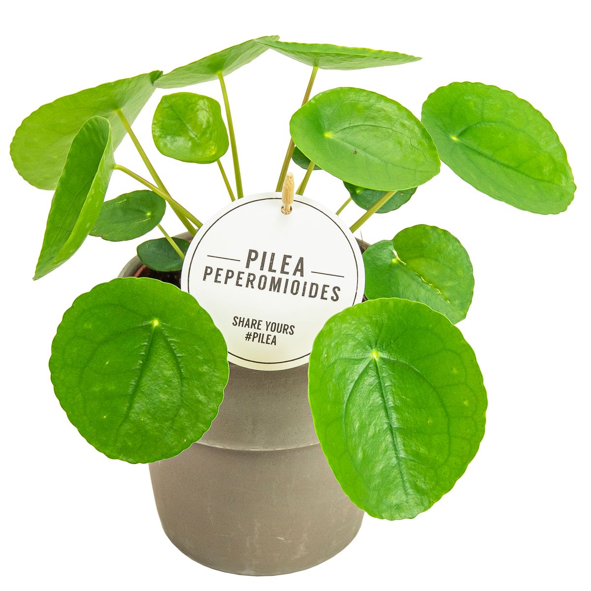 Pilea peperomioides — Plant Wholesale FlorAccess