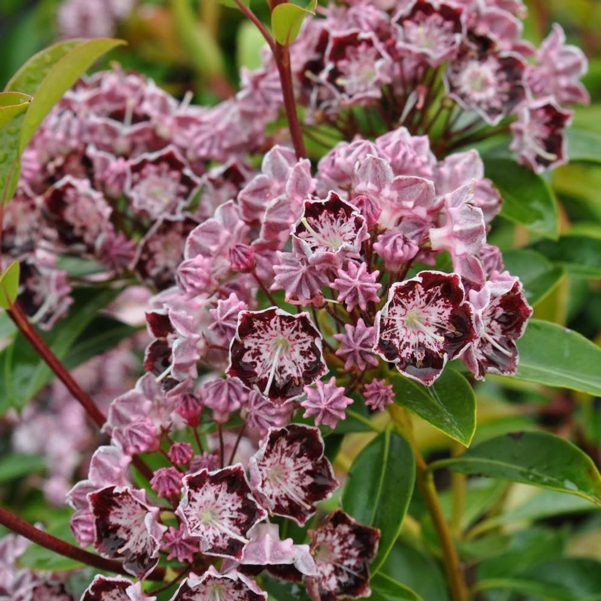 Kalmia latifolia 'Sterntaler' — Рослини оптом FlorAccess
