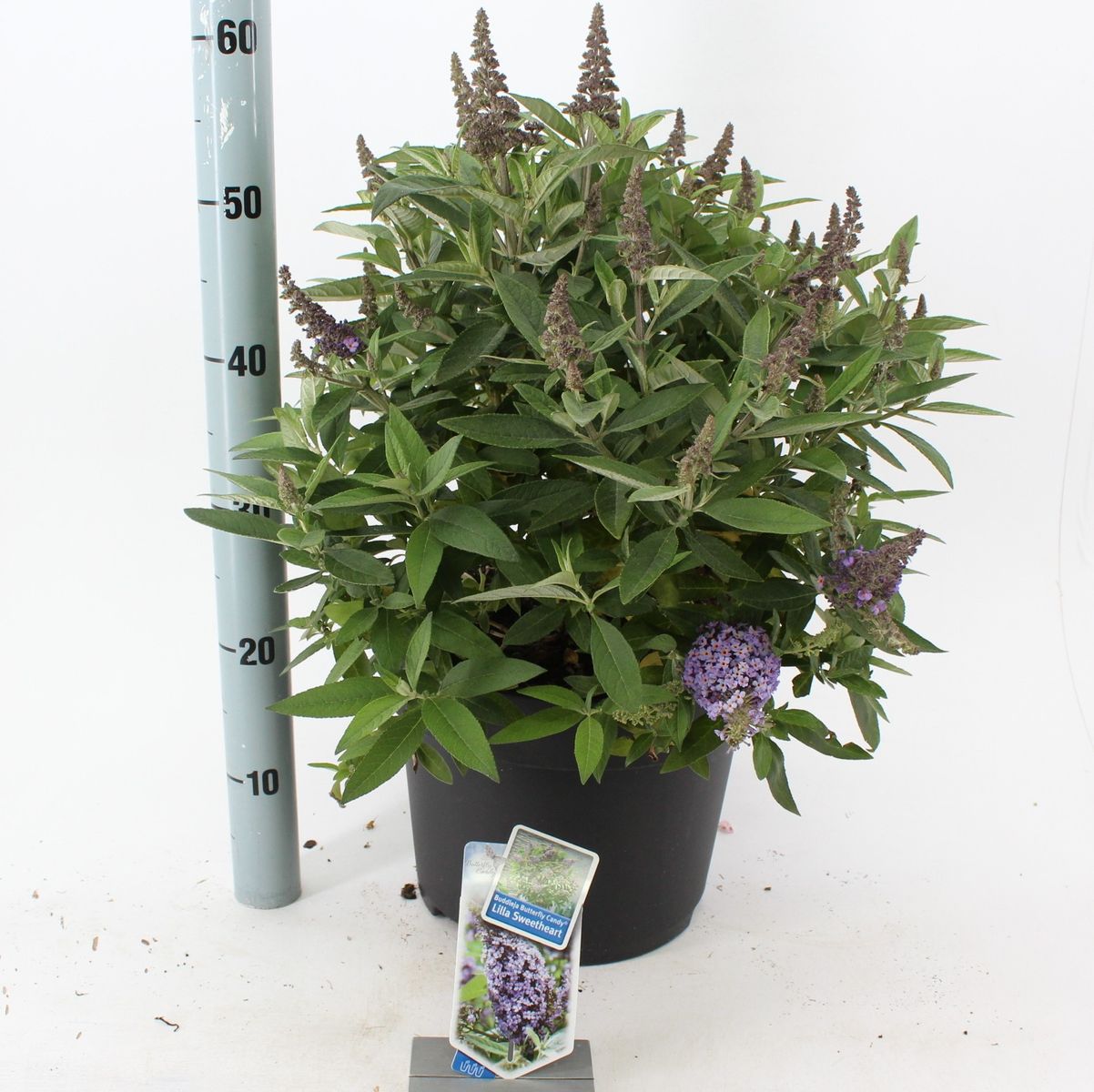 Buddleja davidii BUTTERFLY CANDY LILA SWEETHEART — Plant Wholesale ...
