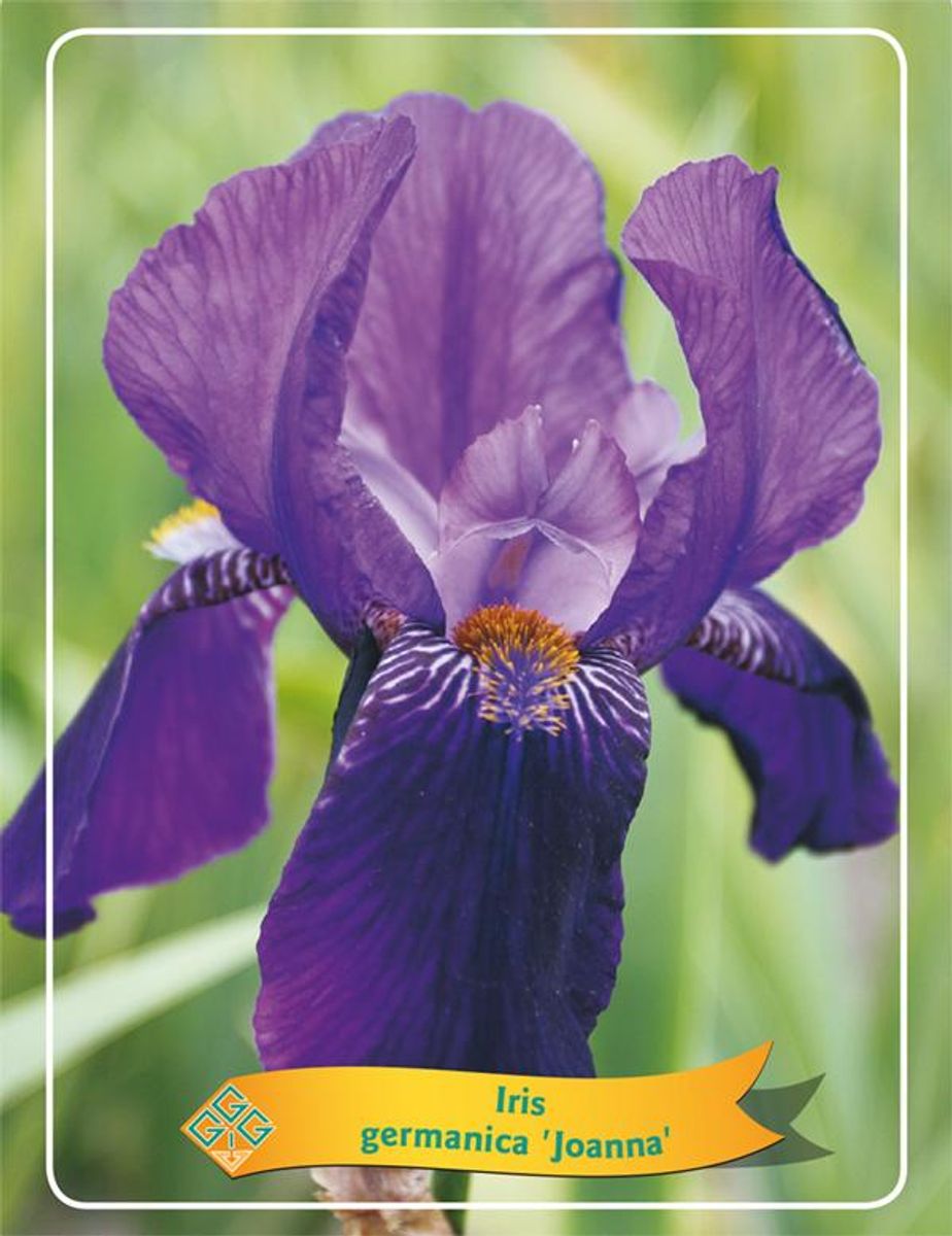 Iris 'Joanna' — Plant Wholesale FlorAccess
