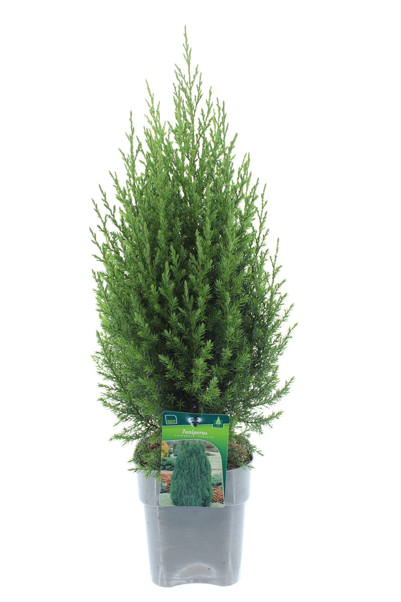 Juniperus chinensis 'Stricta' — Plant Wholesale FlorAccess
