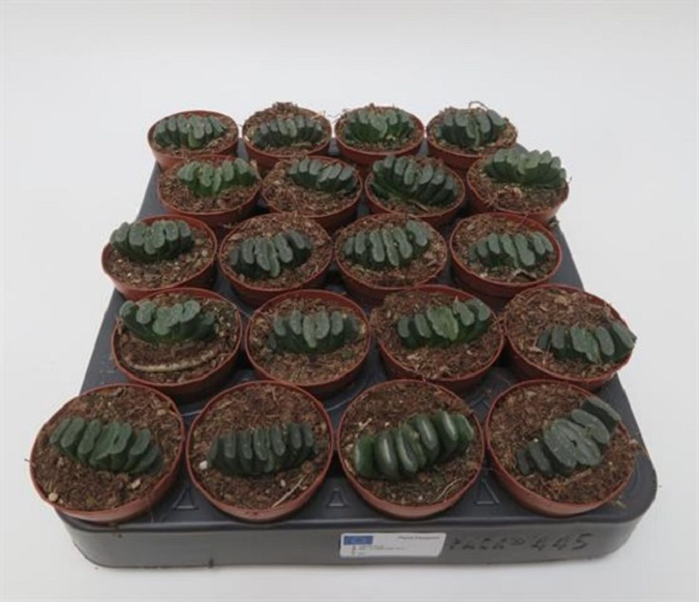 Haworthia truncata — Plant Wholesale FlorAccess
