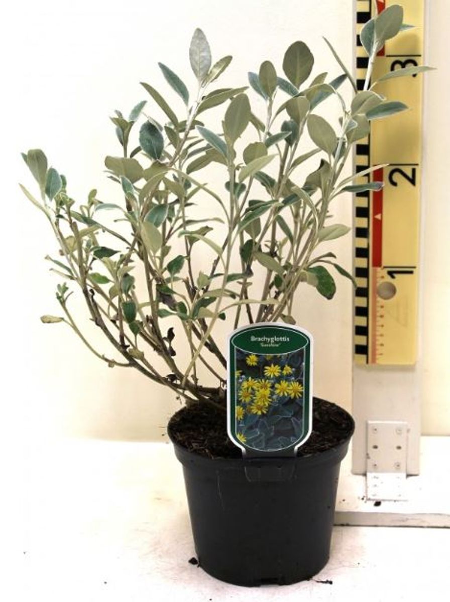 Brachyglottis 'Sunshine' — Plant Wholesale FlorAccess