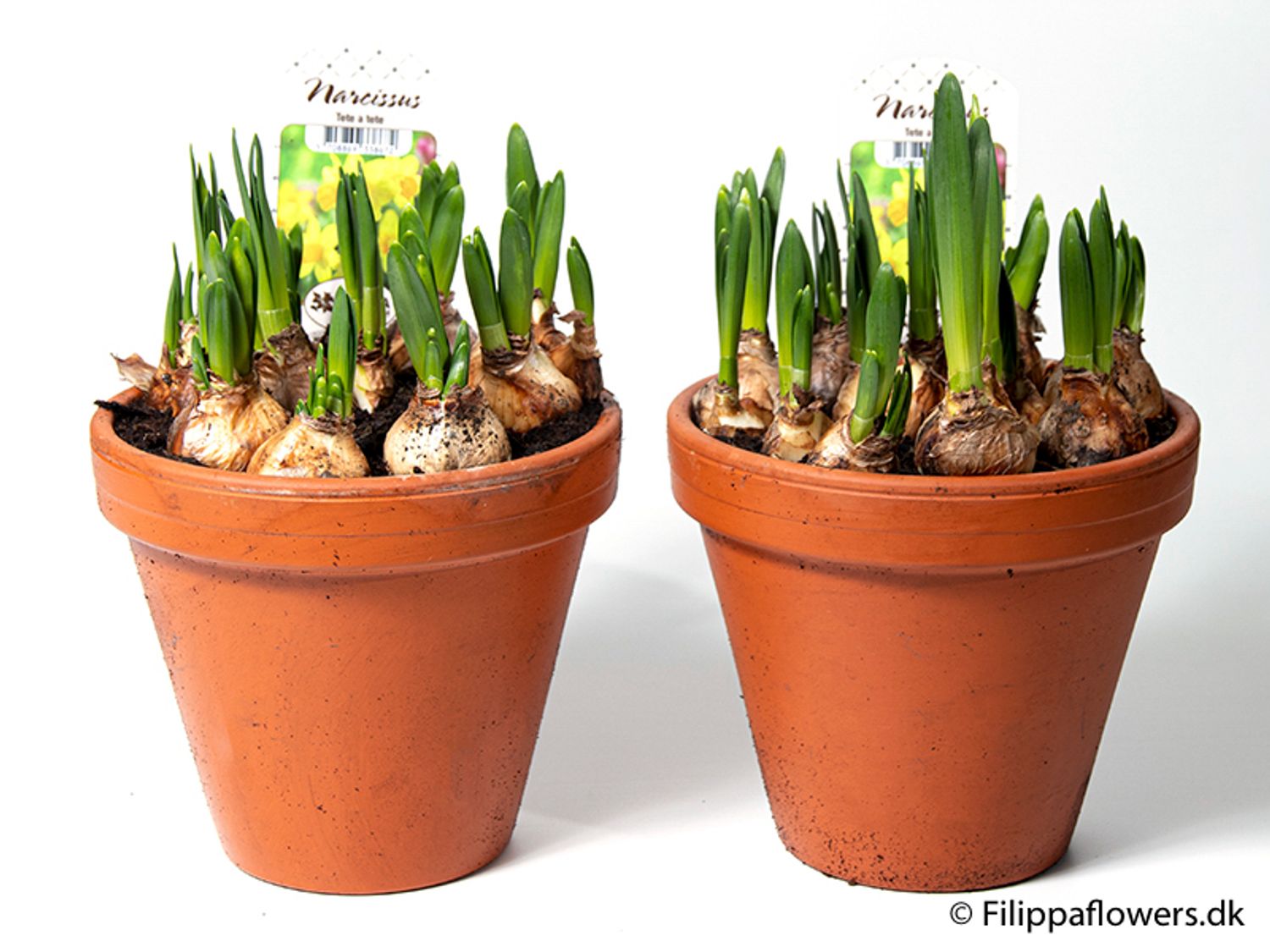 Narcissus 'Tête-à-Tête' — Plant Wholesale FlorAccess