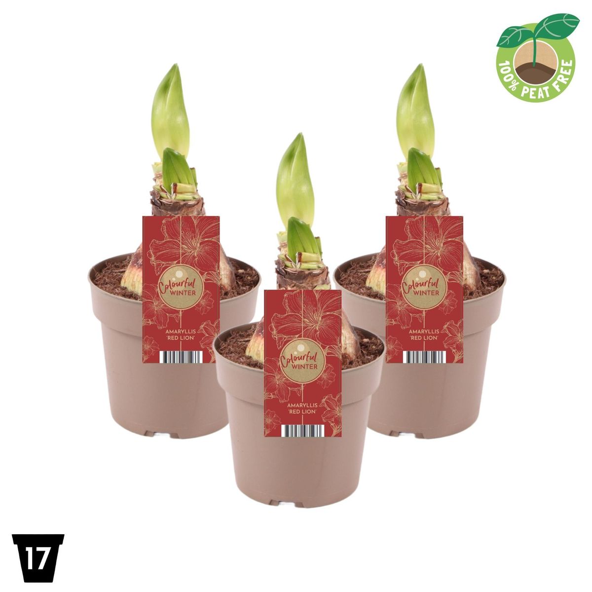Hippeastrum 'Red Lion' — Plant Wholesale FlorAccess