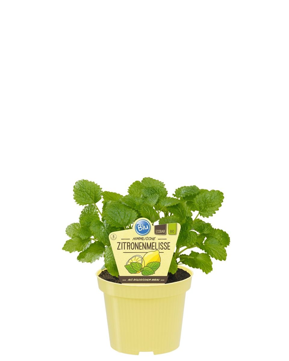 Melissa officinalis — Plant Wholesale FlorAccess