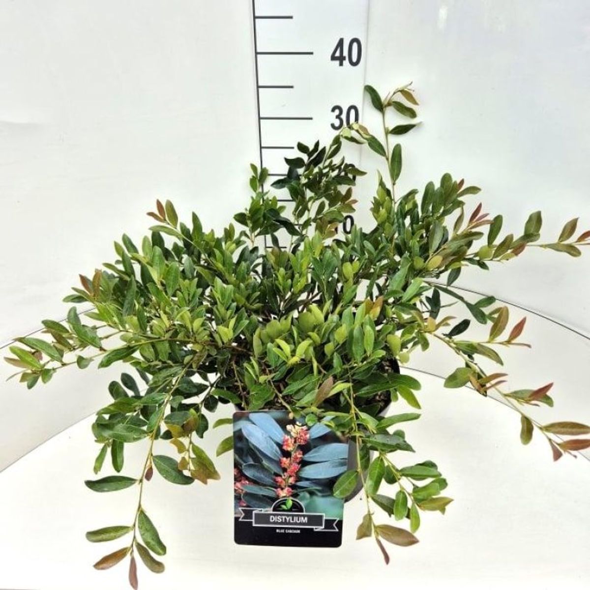 Distylium BLUE CASCADE — Plant Wholesale FlorAccess
