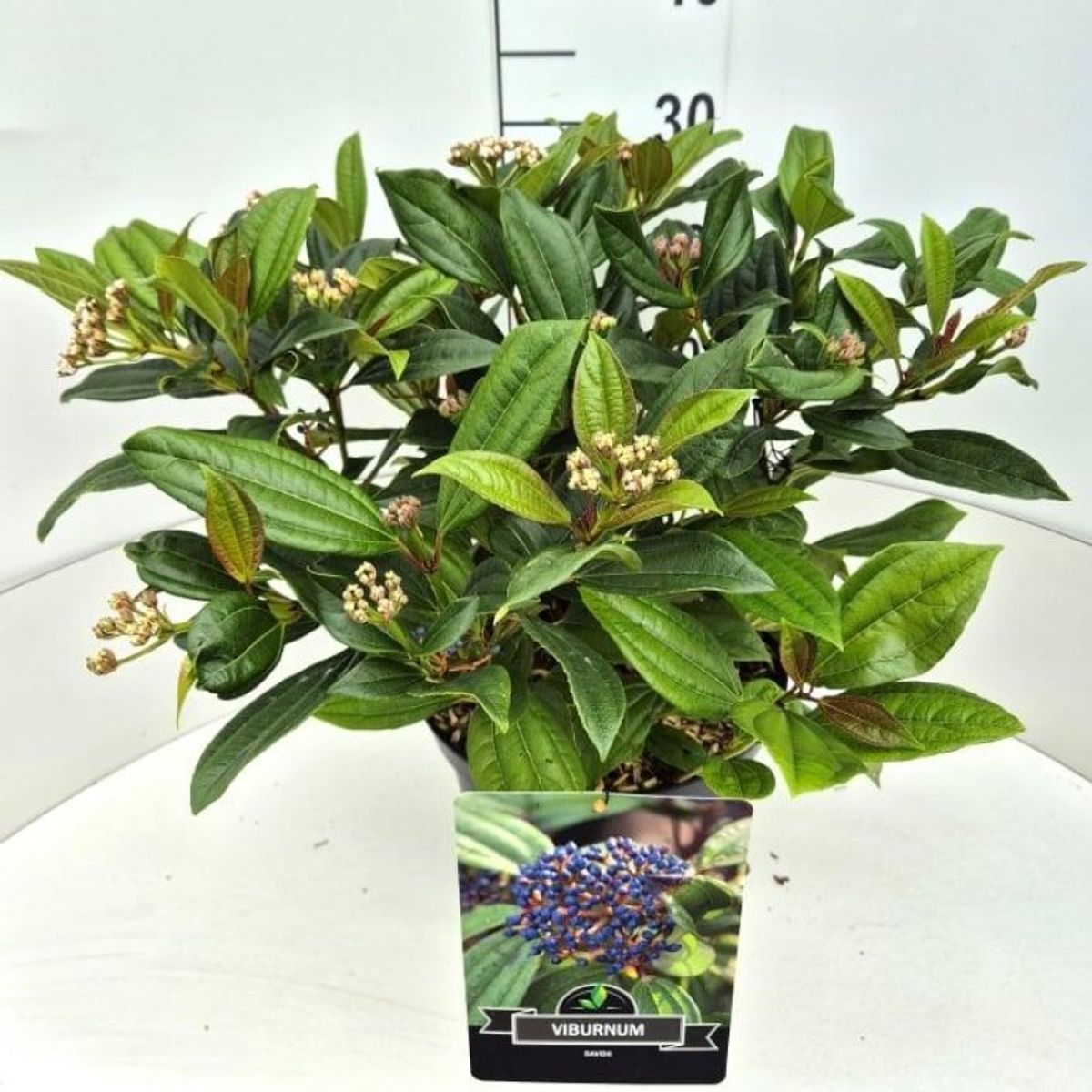 Viburnum davidii — Plant Wholesale FlorAccess