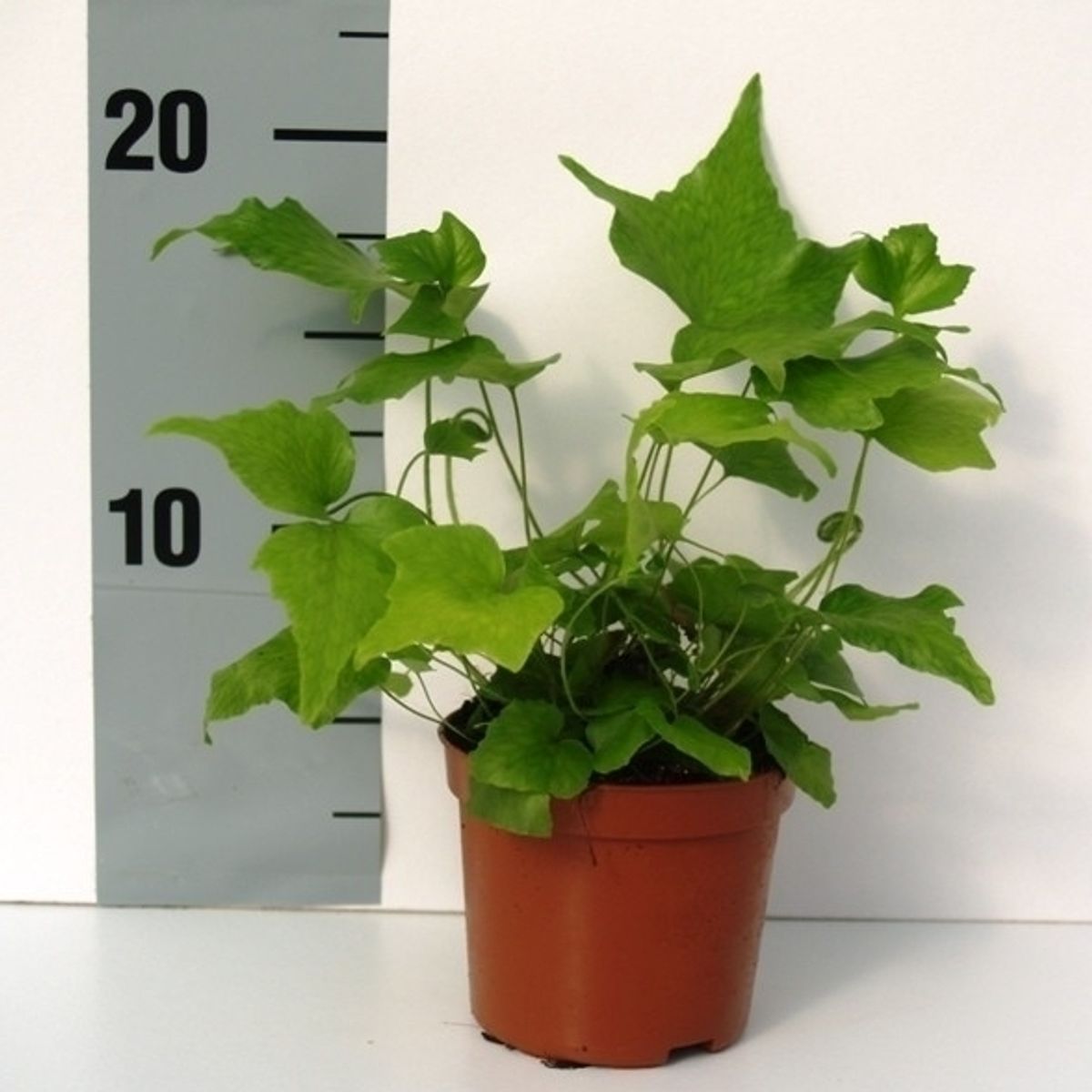 Cyrtomium falcatum — Plant Wholesale FlorAccess