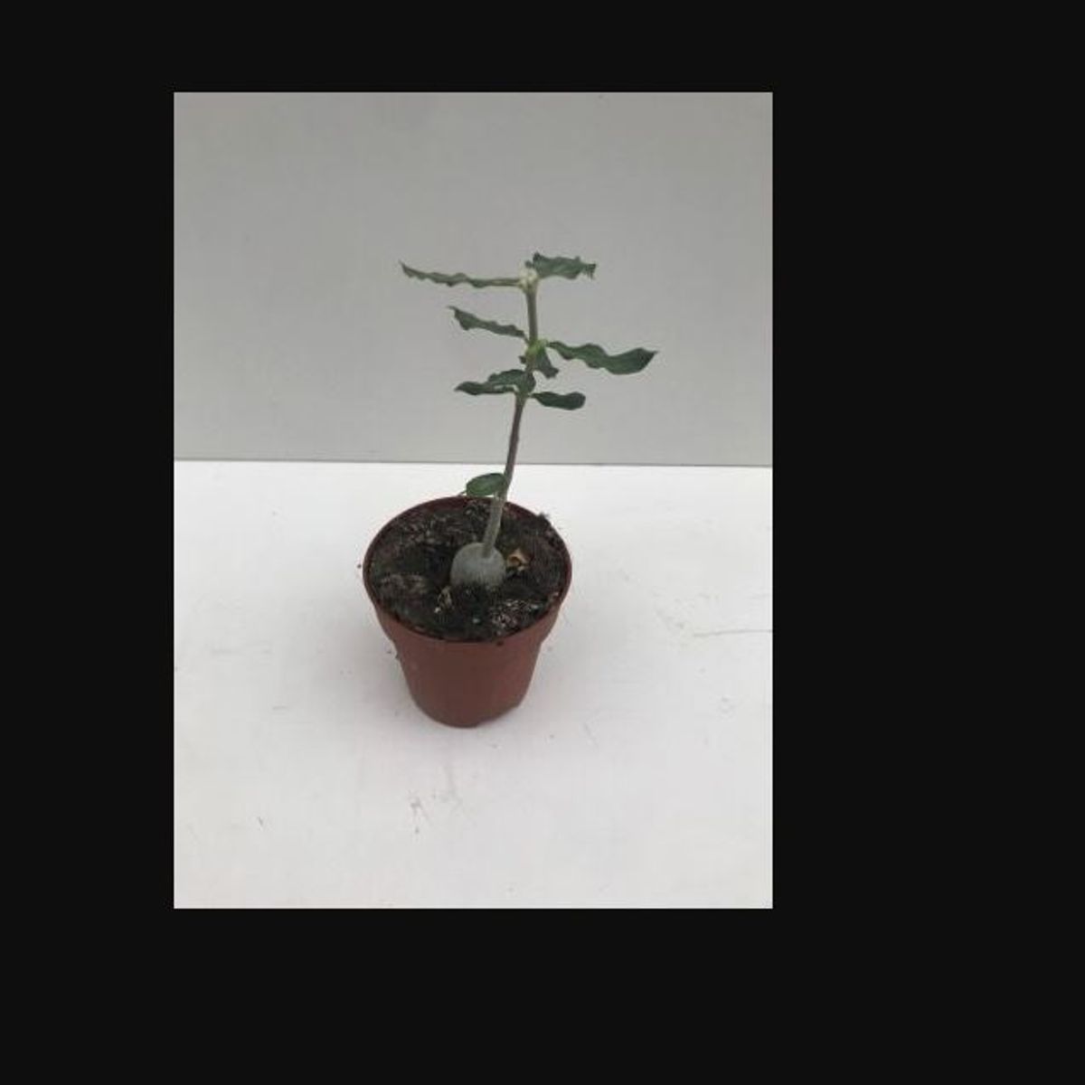 Fockea edulis — Plant Wholesale FlorAccess