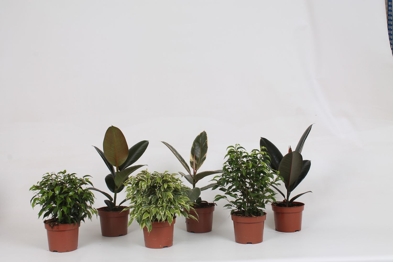 Ficus MIX — Plant Wholesale FlorAccess