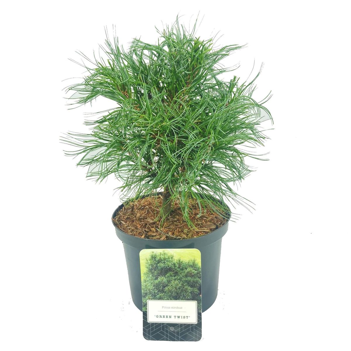 Pinus strobus 'Green Twist' — Plant Wholesale FlorAccess
