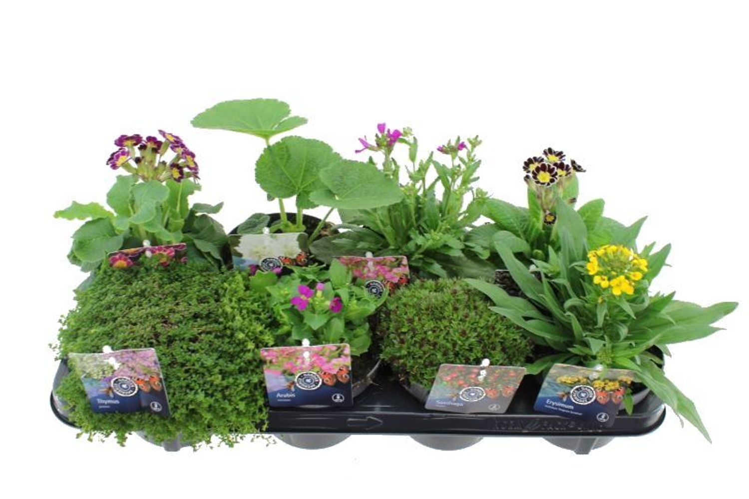 Perennials MIX — Plant Wholesale FlorAccess