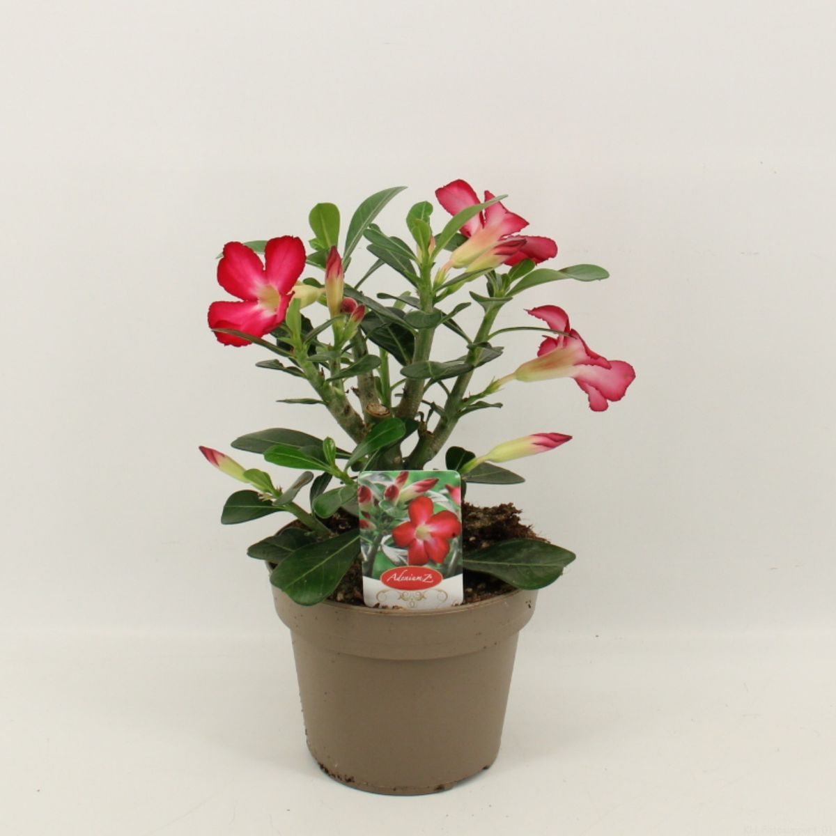 Adenium obesum 'Anouk' — Plant Wholesale FlorAccess