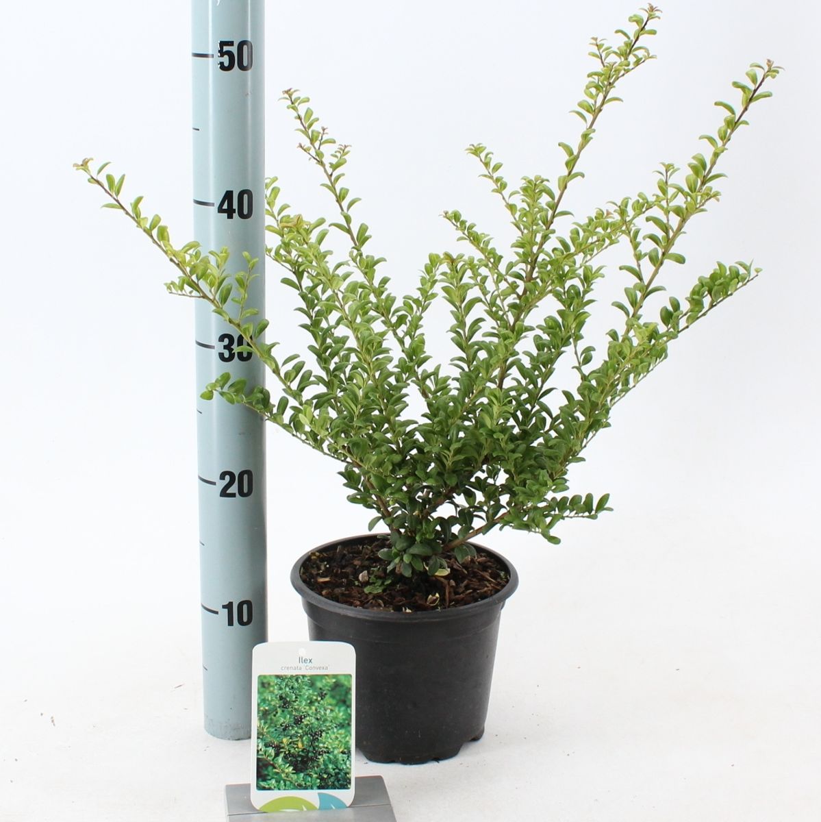 Ilex crenata 'Convexa' — Plant Wholesale FlorAccess