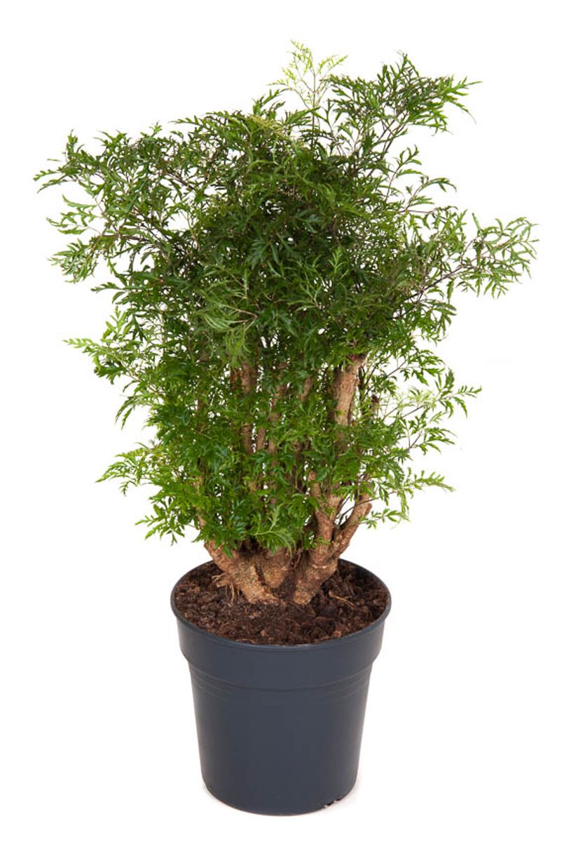 Polyscias fruticosa — Plant Wholesale FlorAccess