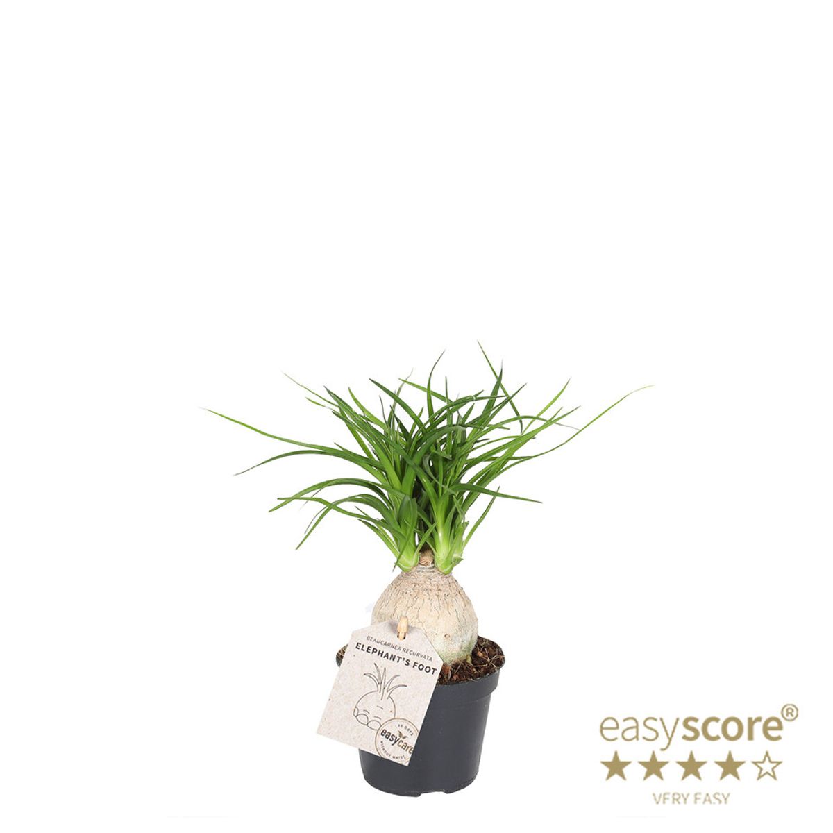 Beaucarnea recurvata — Plant Wholesale FlorAccess