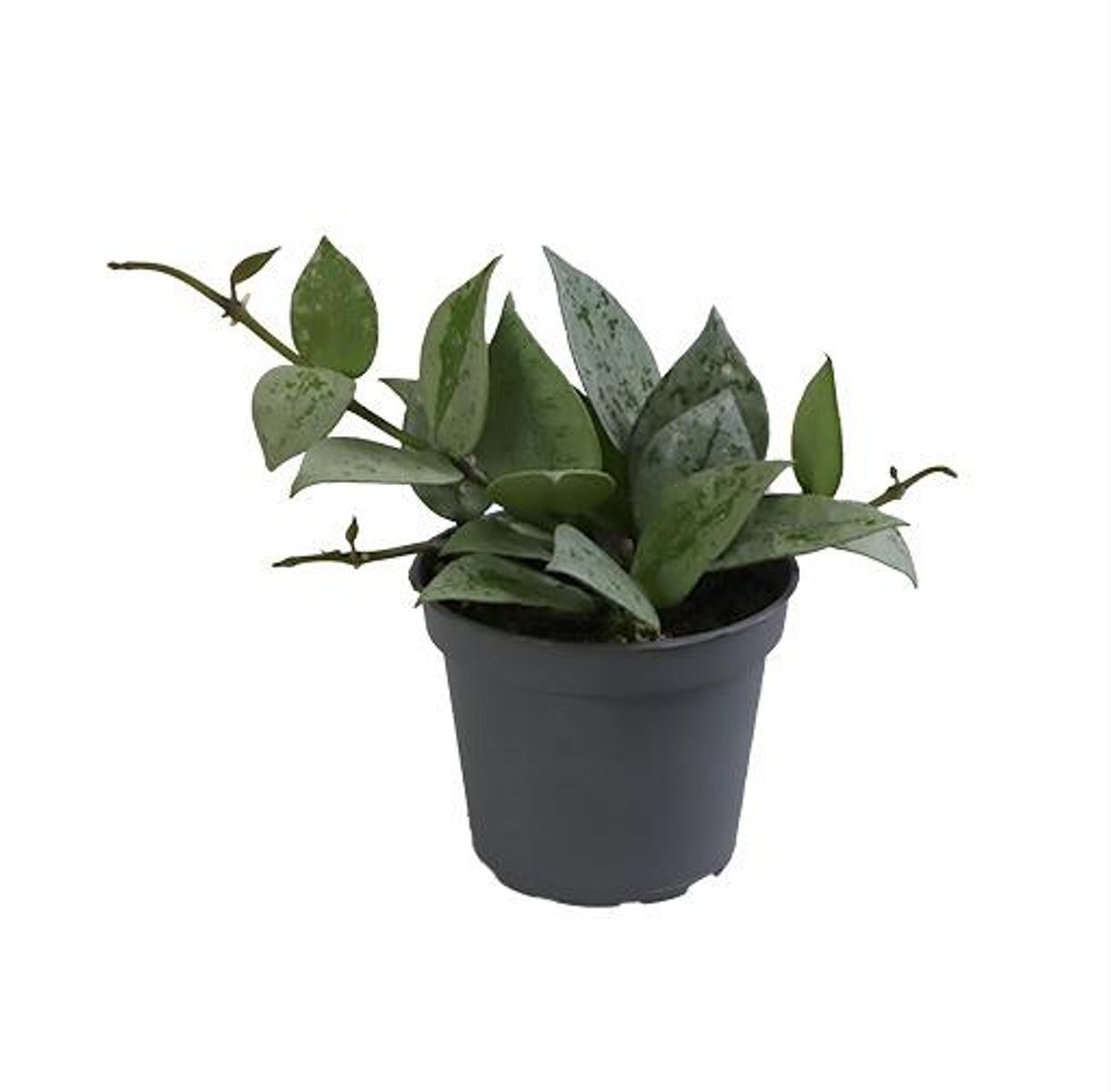 Hoya krohniana 'Eskimo' — Plant Wholesale FlorAccess