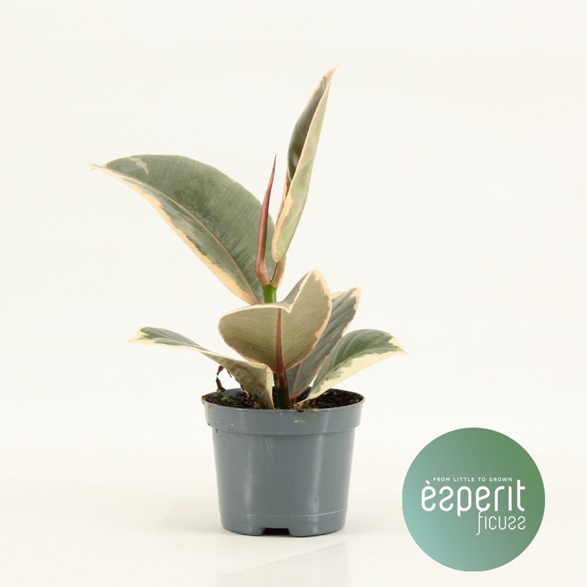 Ficus elastica 'Tineke' — Plant Wholesale FlorAccess