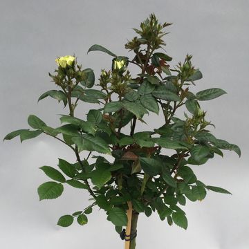 Rosa MIX — Plant Wholesale FlorAccess