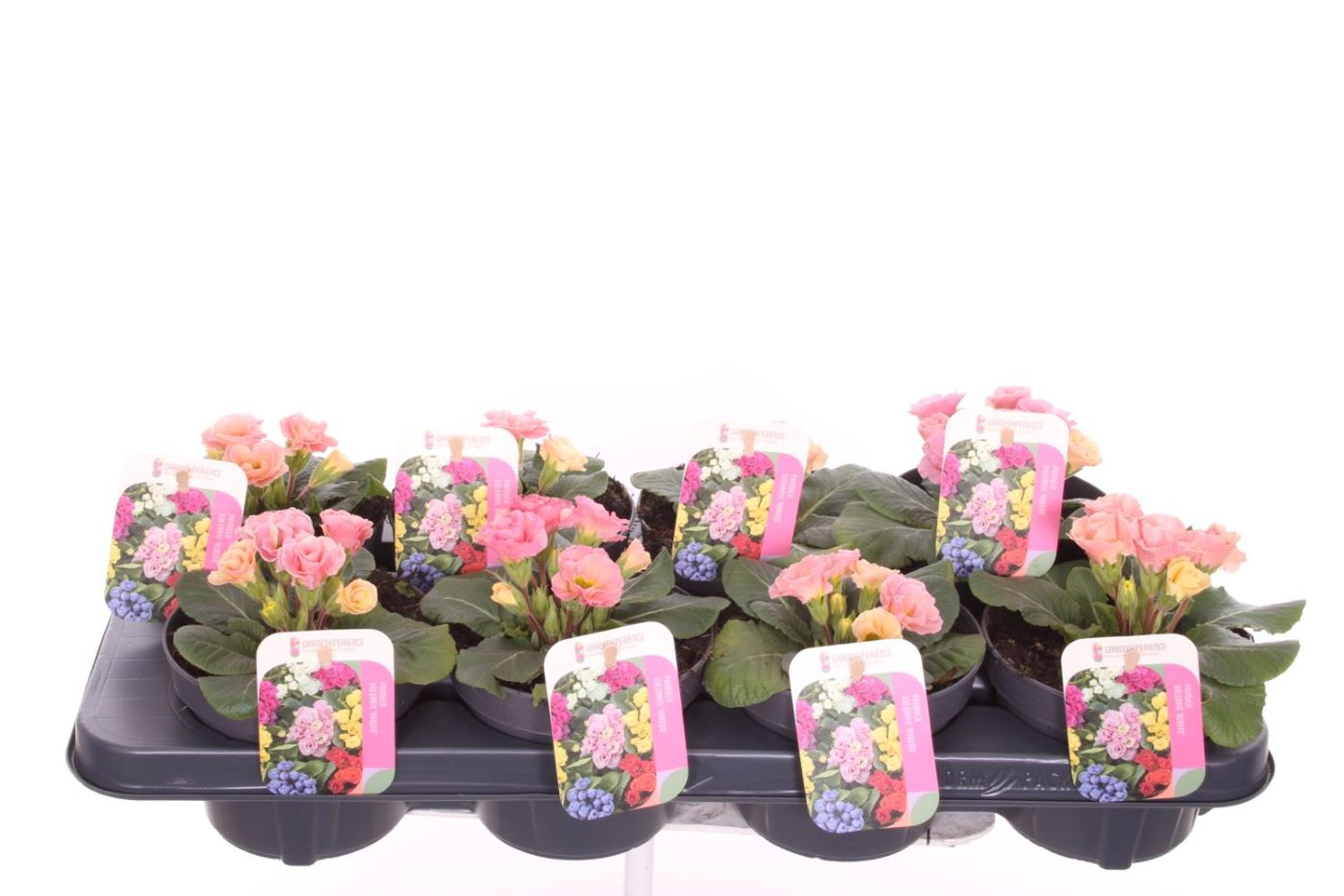 Primula 'Rubens Apricot Rose' — Plant Wholesale FlorAccess