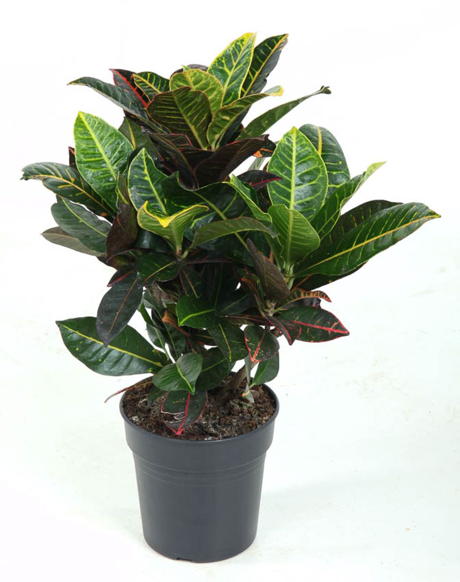 Codiaeum variegatum 'Petra' — Plant Wholesale FlorAccess
