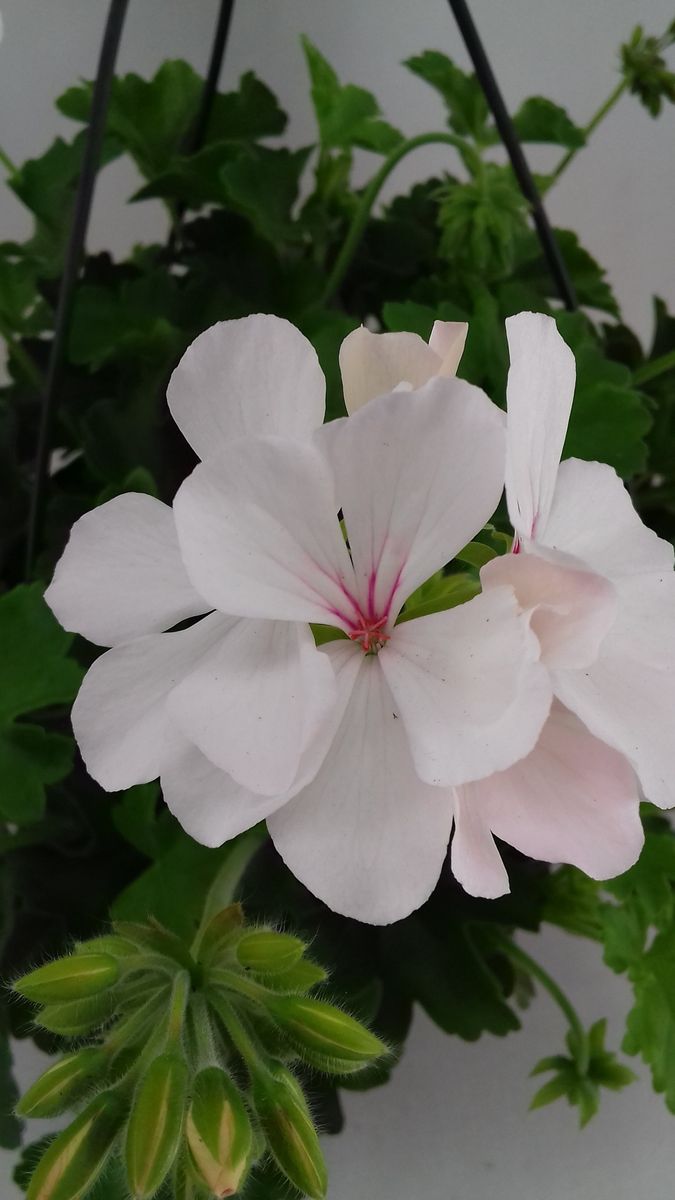 Pelargonium MARCADA WHITE — Groothandel in planten FlorAccess