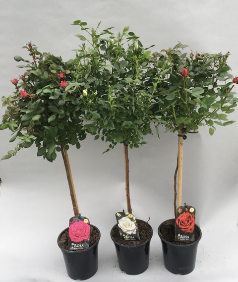 Rosa MIX — Plant Wholesale FlorAccess