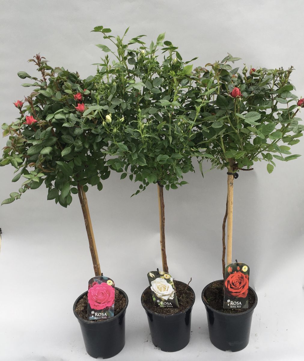 Rosa MIX — Plant Wholesale FlorAccess