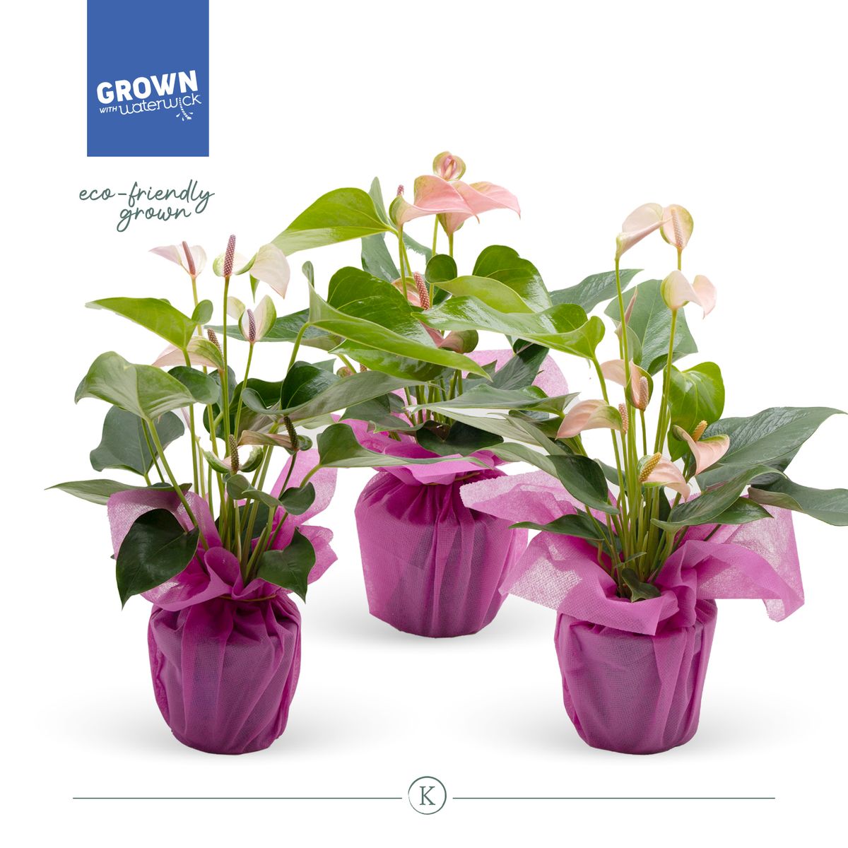 Anthurium KARMA PINK MIX — Plant Wholesale FlorAccess