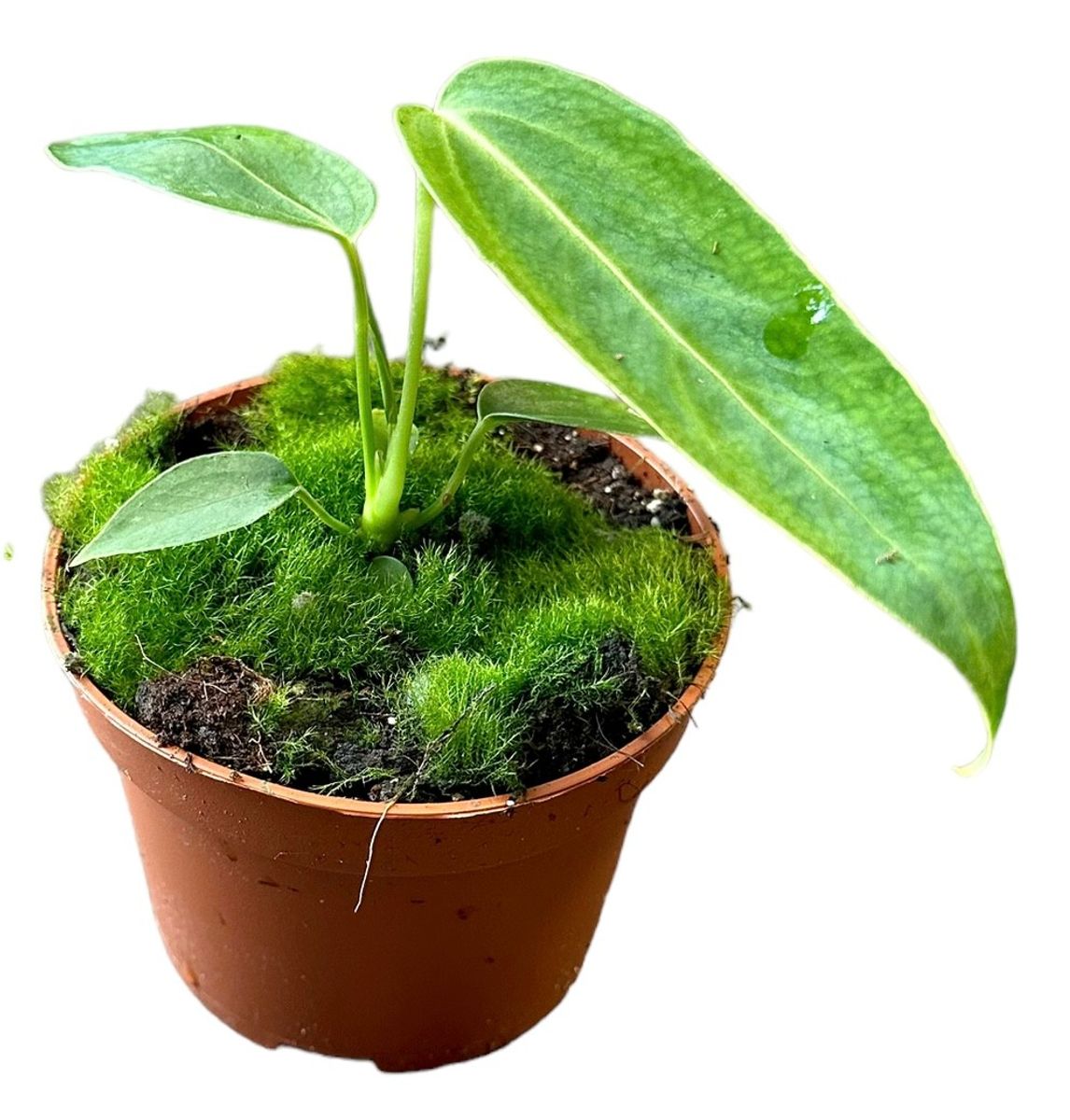 Anthurium warocqueanum x waterburyanum — Plant Wholesale FlorAccess