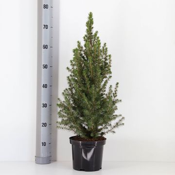 Picea glauca 'Conica' — Plant Wholesale FlorAccess
