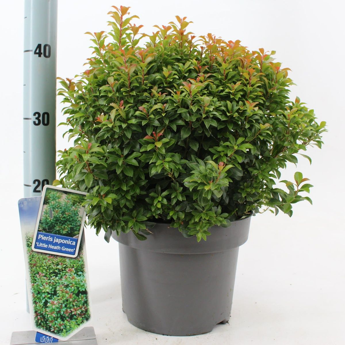 Pieris japonica 'Little Heath Green' — Plant Wholesale FlorAccess