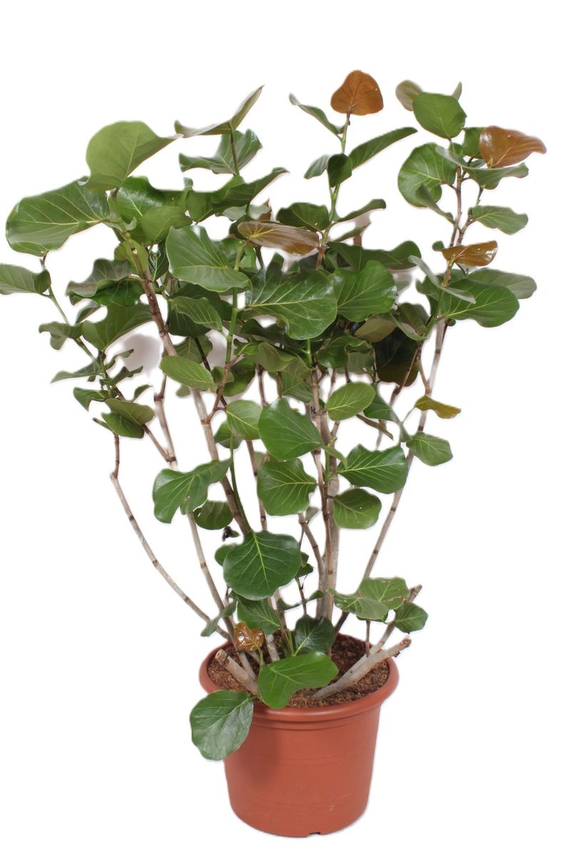 Coccoloba uvifera — Plant Wholesale FlorAccess