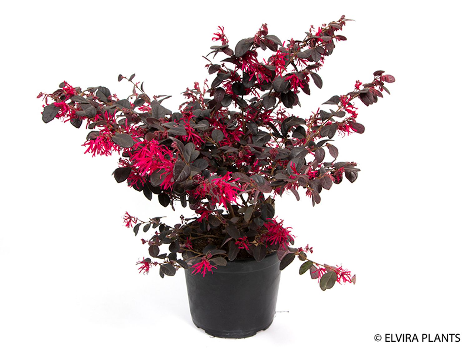 Loropetalum chinense — Plant Wholesale FlorAccess
