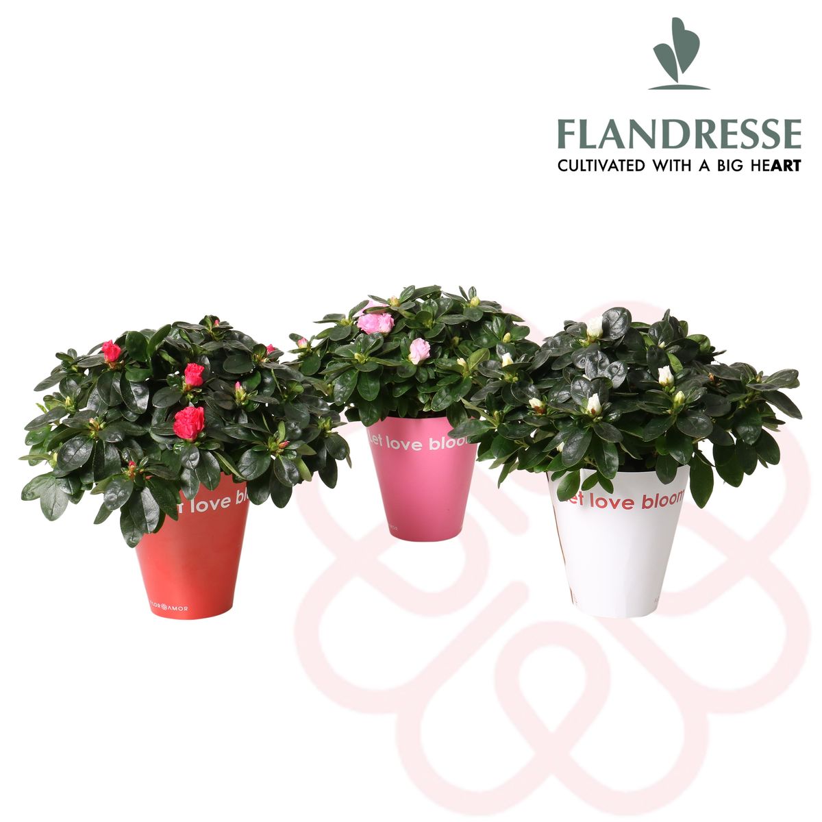 Rhododendron AZALEA MIX — Plant Wholesale FlorAccess