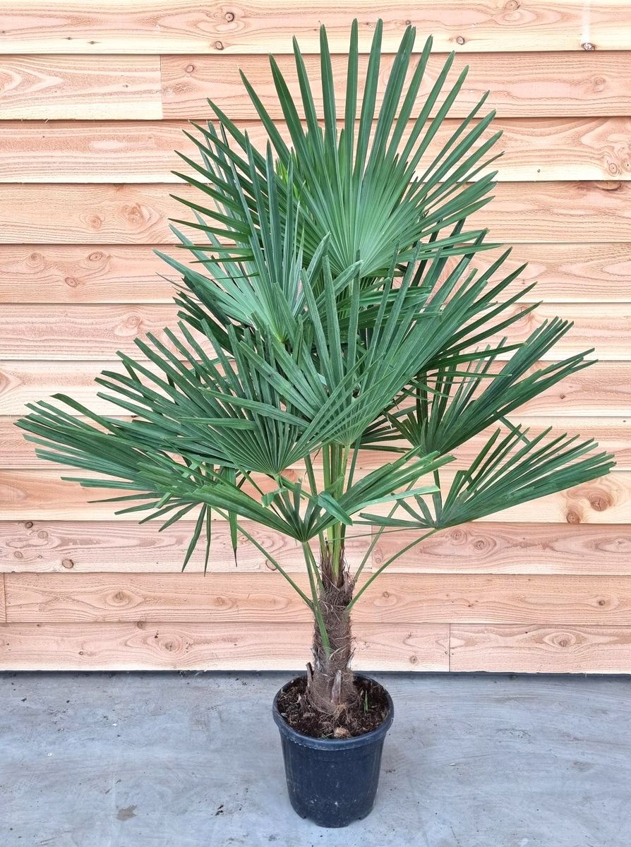Trachycarpus fortunei — Plant Wholesale FlorAccess