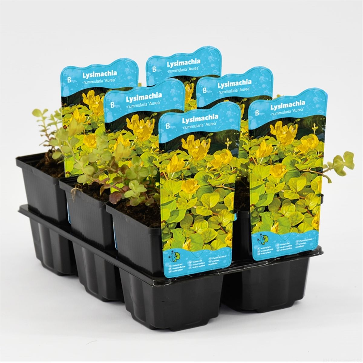 Lysimachia nummularia 'Aurea' — Plant Wholesale FlorAccess