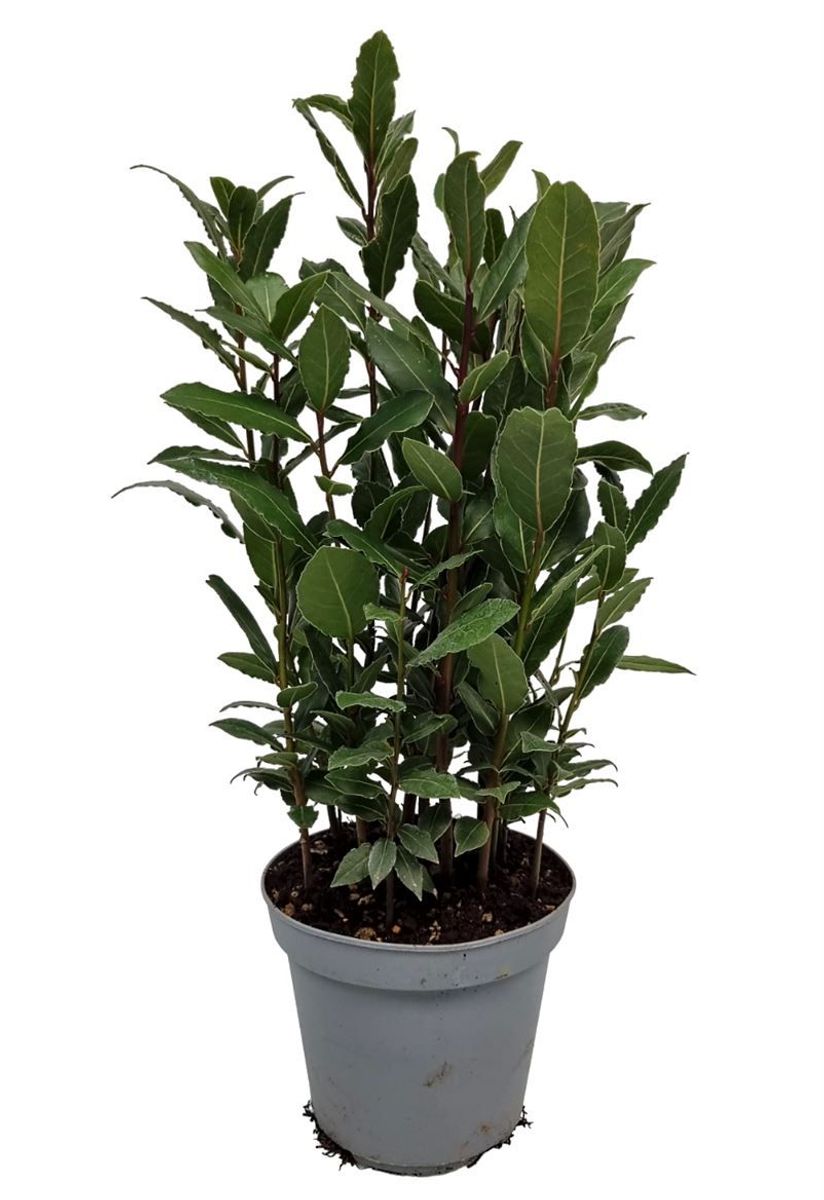Laurus nobilis — Plant Wholesale FlorAccess