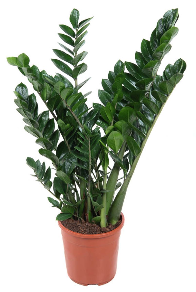 Zamioculcas Zamiifolia Plant Wholesale FlorAccess Zamioculcas Zamiifolia Plant Wholesale FlorAccess