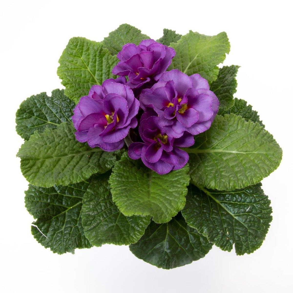 Primula PRINCESS F1 DOUBLE BLUE — Рослини оптом FlorAccess