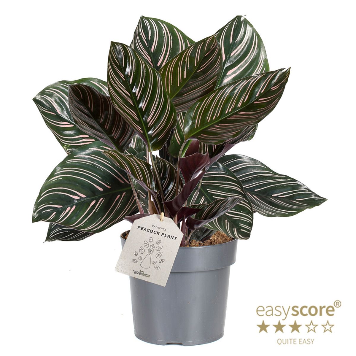 Calathea ornata — Plant Wholesale FlorAccess