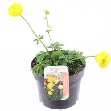 Trollius 'Lemon Queen' — Plant Wholesale FlorAccess