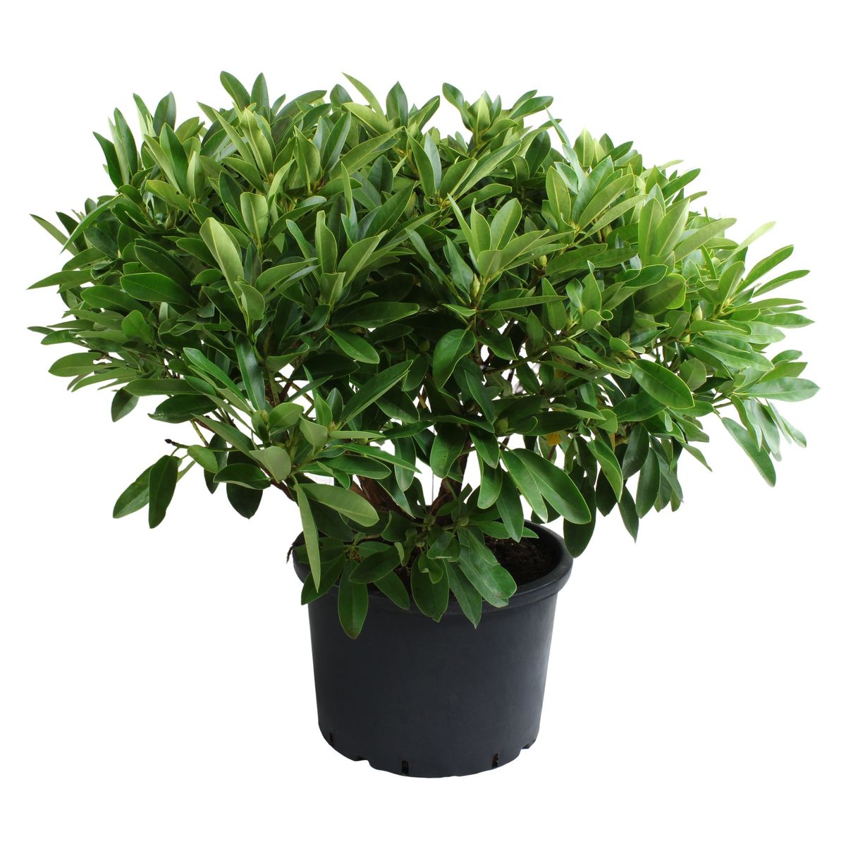 Rhododendron 'Onkel Dines' — Plant Wholesale FlorAccess