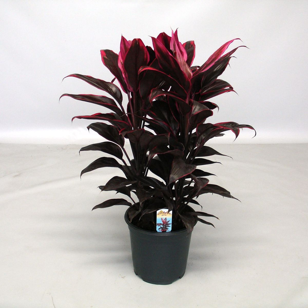 Cordyline fruticosa 'Mambo' — Рослини оптом FlorAccess