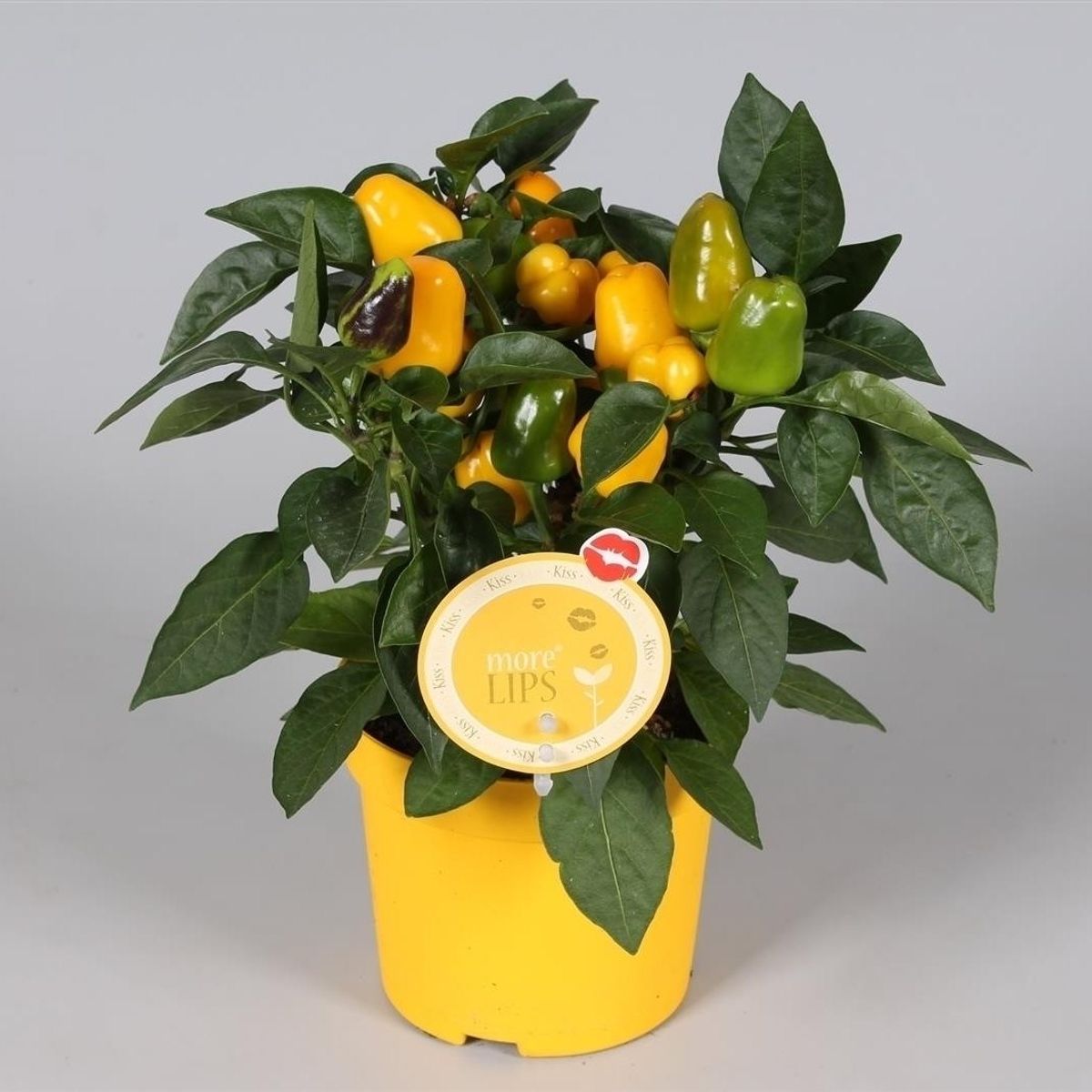 Capsicum annuum 'Samba Yellow' — Plant Wholesale FlorAccess