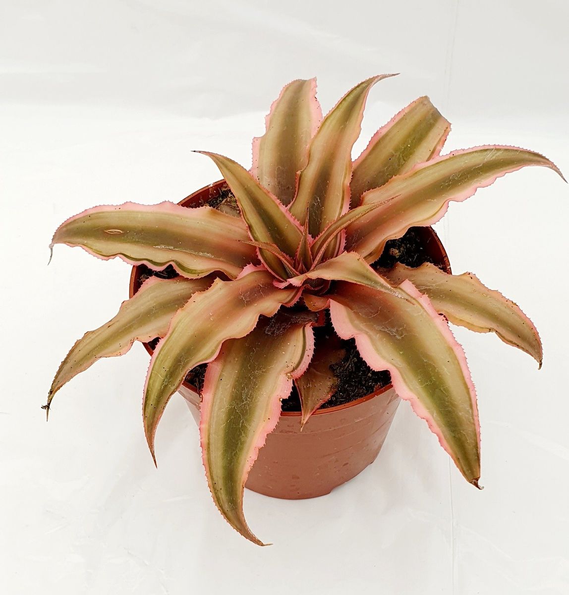Cryptanthus bivittatus 'Pink Starlite' — Plant Wholesale FlorAccess
